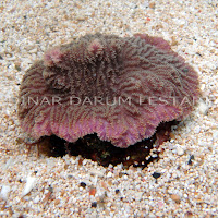 PT. DINAR DARUM LESTARI: Merulina spp