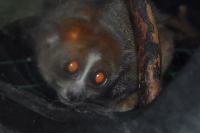 ZOOTOGRAFIANDO (6.100 ANIMALS): LORIS PIGMEO / PYGMY SLOW LORIS ...