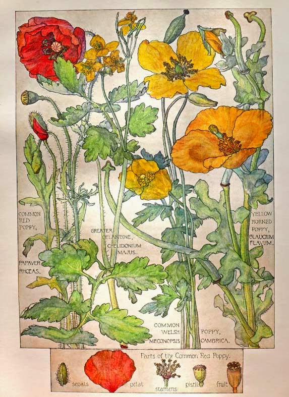 CABINET OF CURIOSITIES: Harriet Isabel Adams 1863-1952