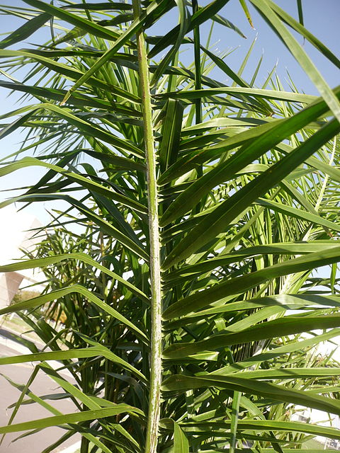Syagrus romanzoffiana «palmera pindó» - Id Plantae