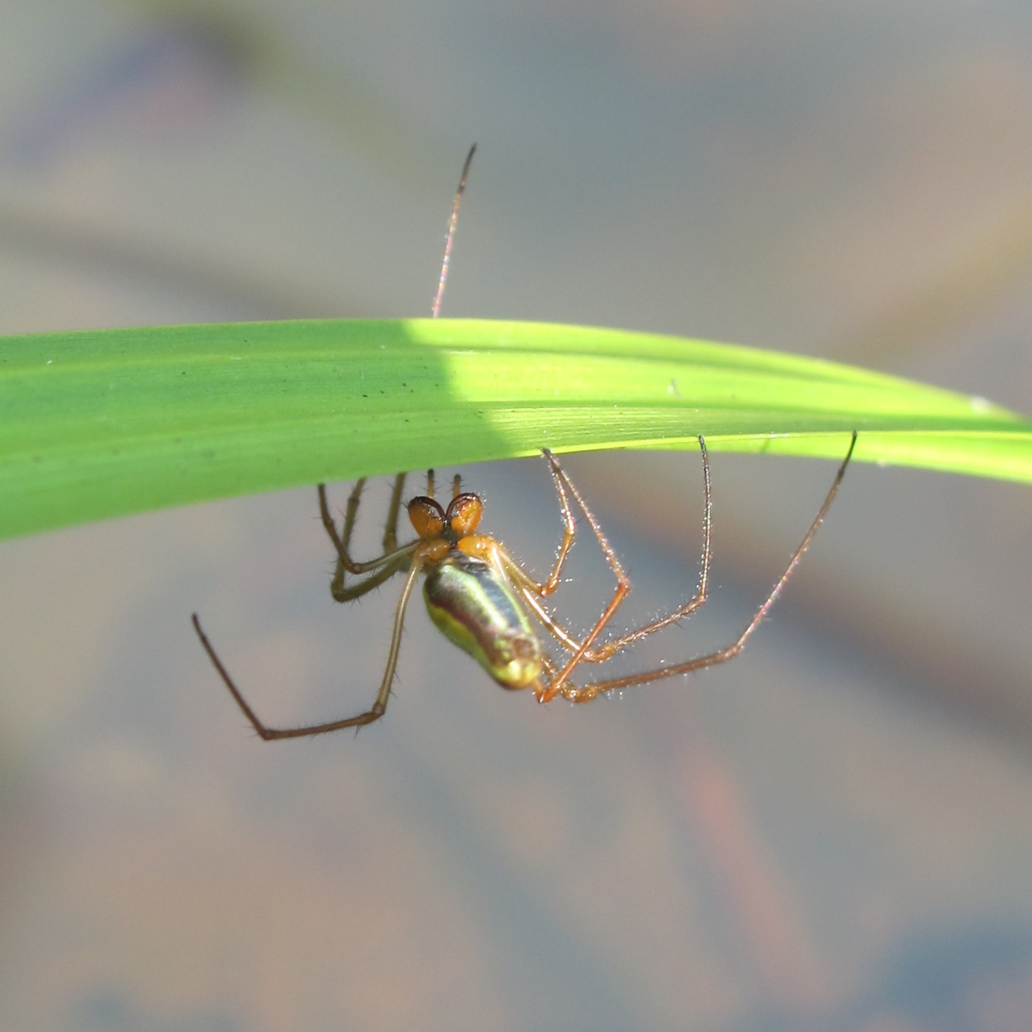 BugBlog: Tetragnathidae: stretch spiders or long-jawed orb weavers