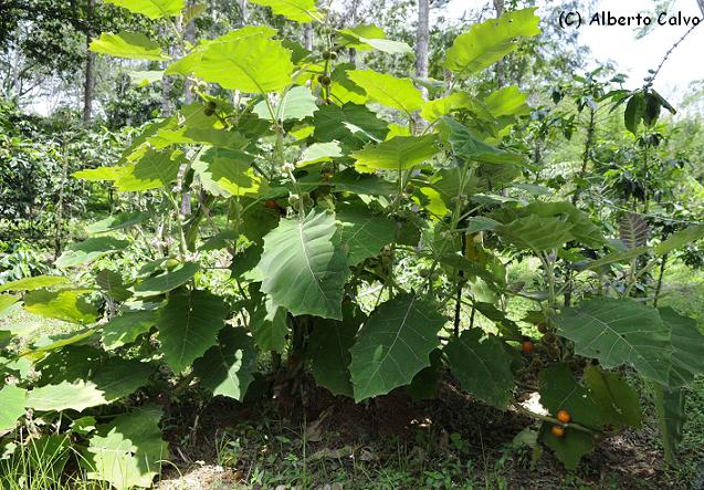 DESCRIPTORES VARIETALES EN LULO