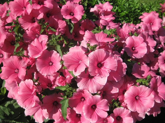 What Do I Know?: Garden Tour, Lavatera, Spenard, and Corn