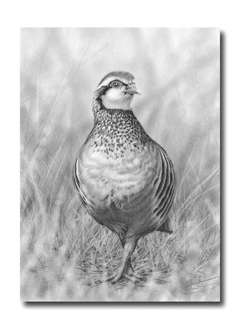 Nolon Stacey - A Pencil Artist's Blog: Red-Legged Partridge
