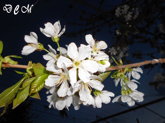 Blogânduri : Răsfăț de cireș înflorit