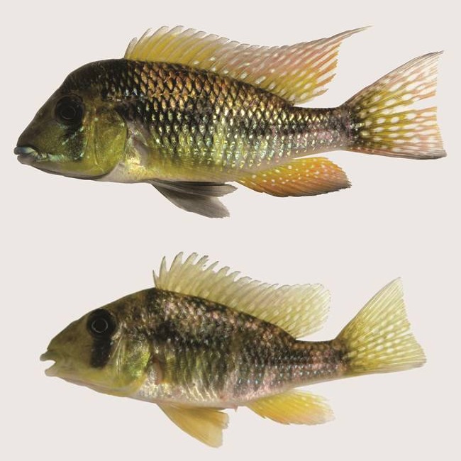 Species New to Science: [Ichthyology • 2018] Gymnogeophagus ...