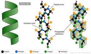 CSIR LIFE SCIENCE PREPARATION: Proteins