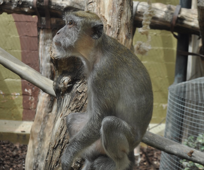 ZOOTOGRAFIANDO (6.100 ANIMALS): MACACO CANGREJERO / CRAB-EATING MACAQUE ...