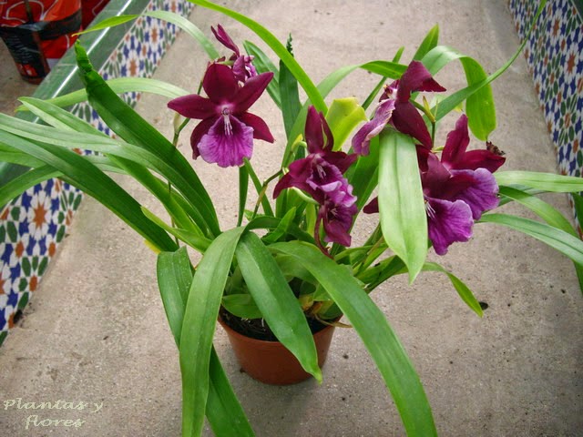 Plantas y flores: Flores de color Morado