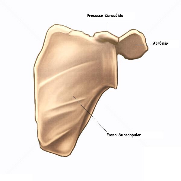 Anatomia Humana: Julho 2011