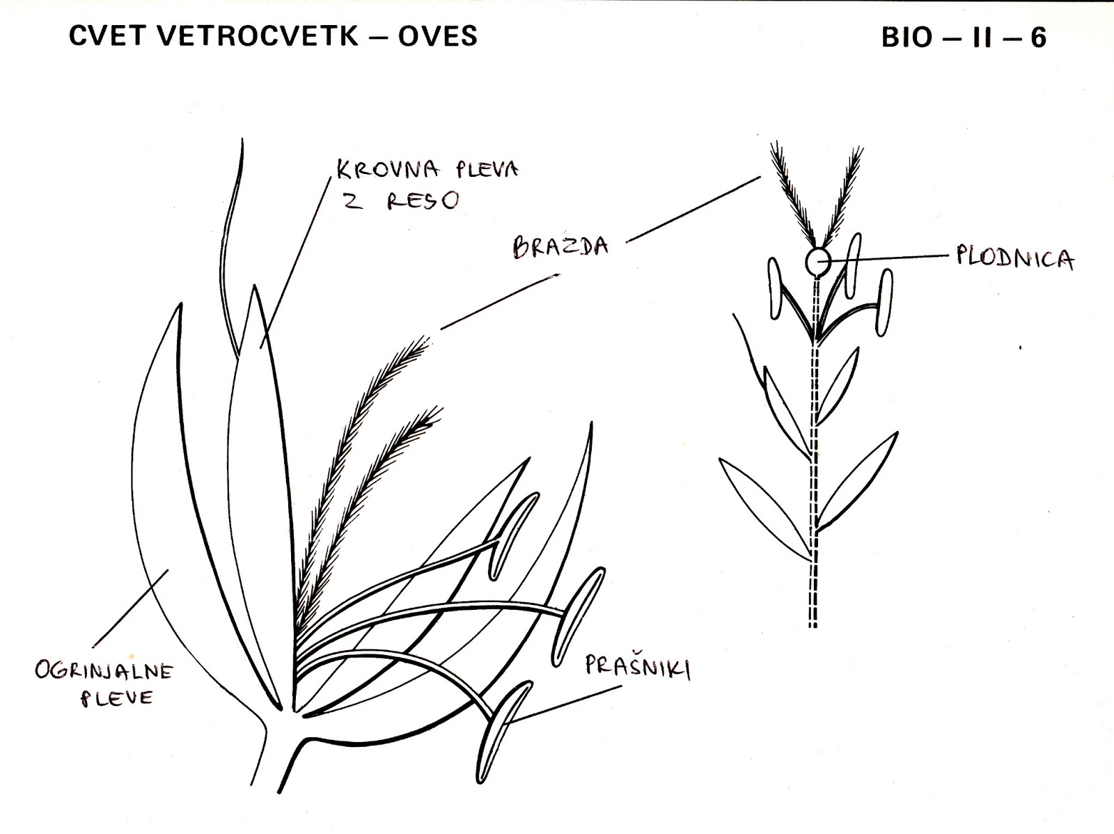 Naravoslovje 6: Cvet žužkocvetke in vetrocvetke