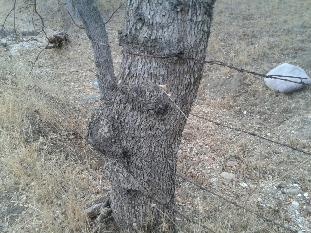 Oak Watch: Oak Abuse - This just in: Oak trees grow