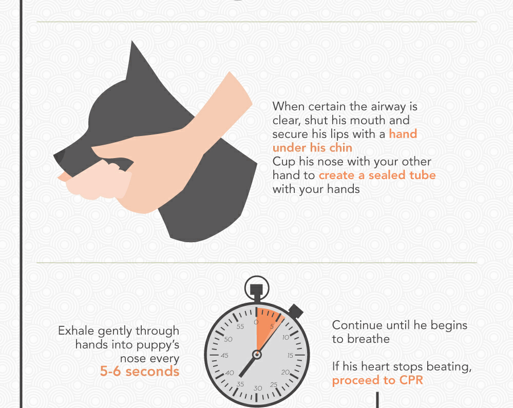 About Animals: Infographic Guide to Puppy CPR