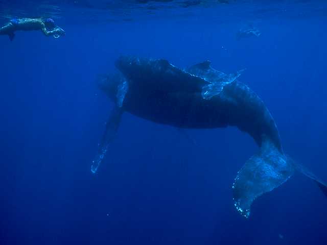 BALİNA RESİMLERİ-Manzaralar