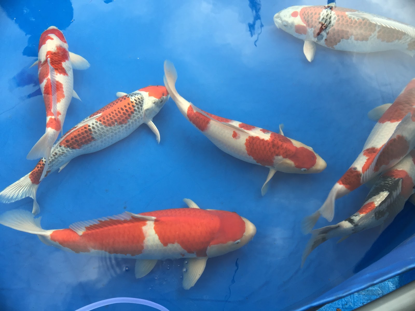 Japan Trip 2015: Japan - day 4, part 1 - the Nagaoka koi show – Byer ...