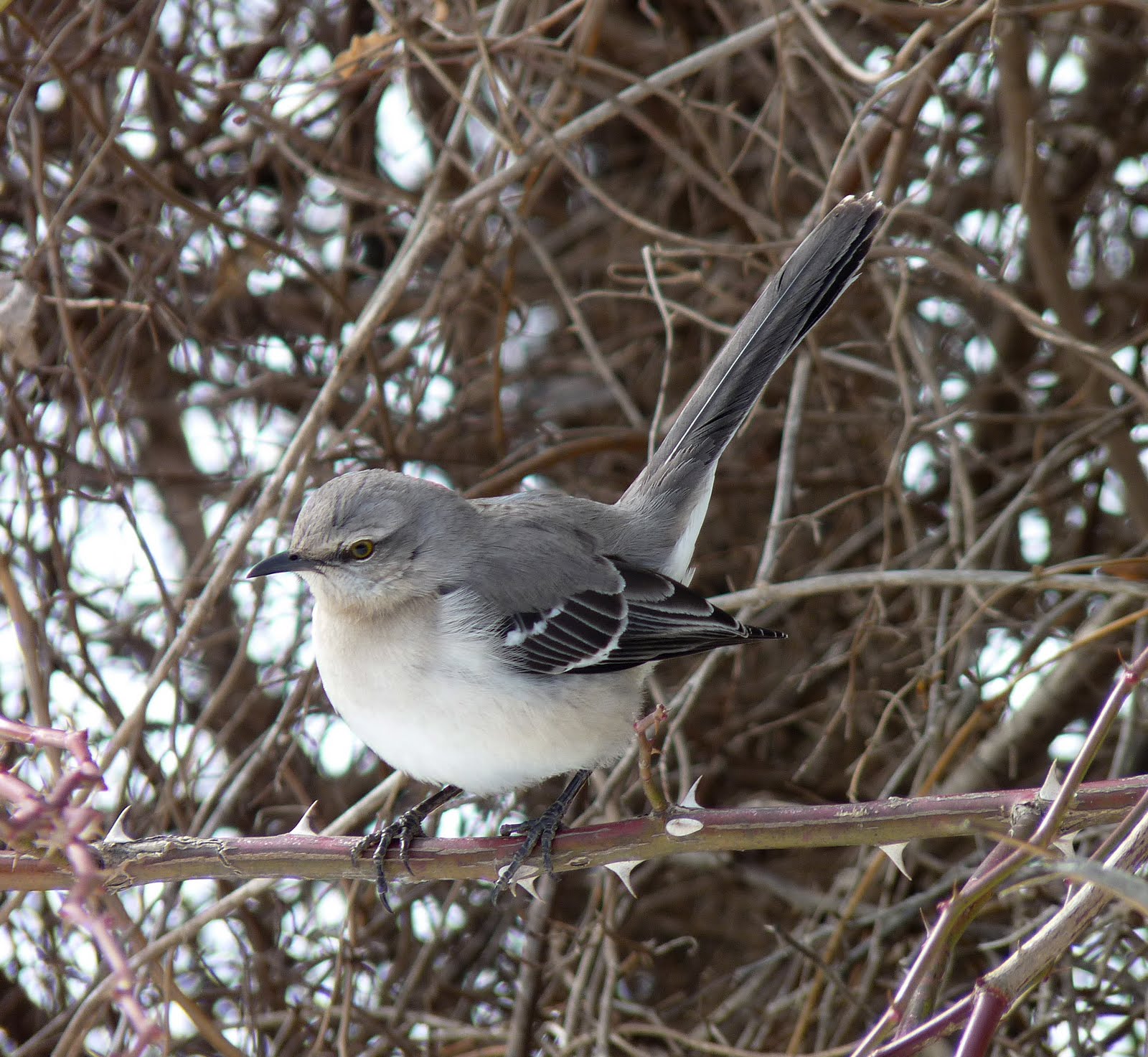 The Brownstone Birding Blog: Mocking The Mockingbird