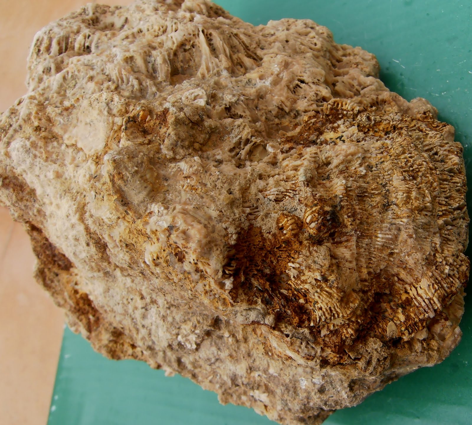 Fossil corals: Fossil Corals: A beautiful...