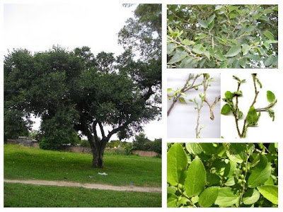 Maclura tinctoria - Arbolado Urbano Formosa
