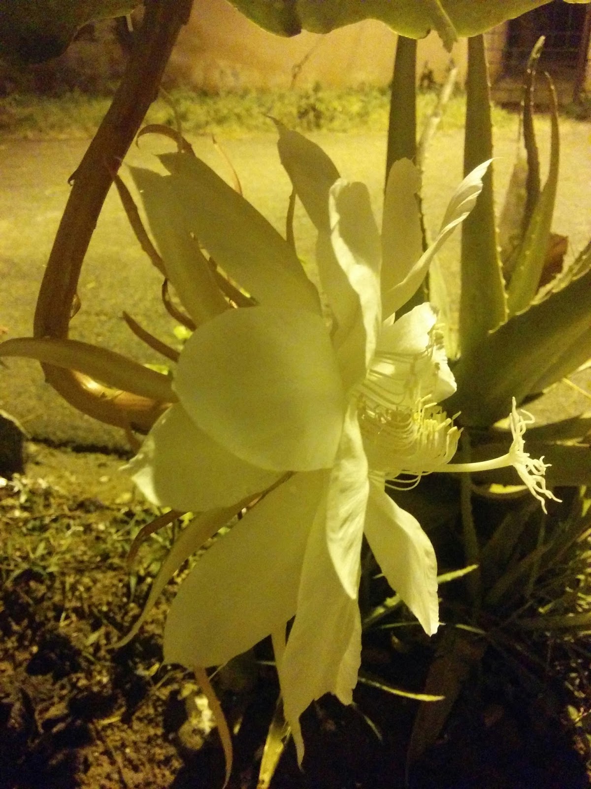 Garden Care Simplified: Fully Bloomed Brahma Kamal Flower Blooming from ...