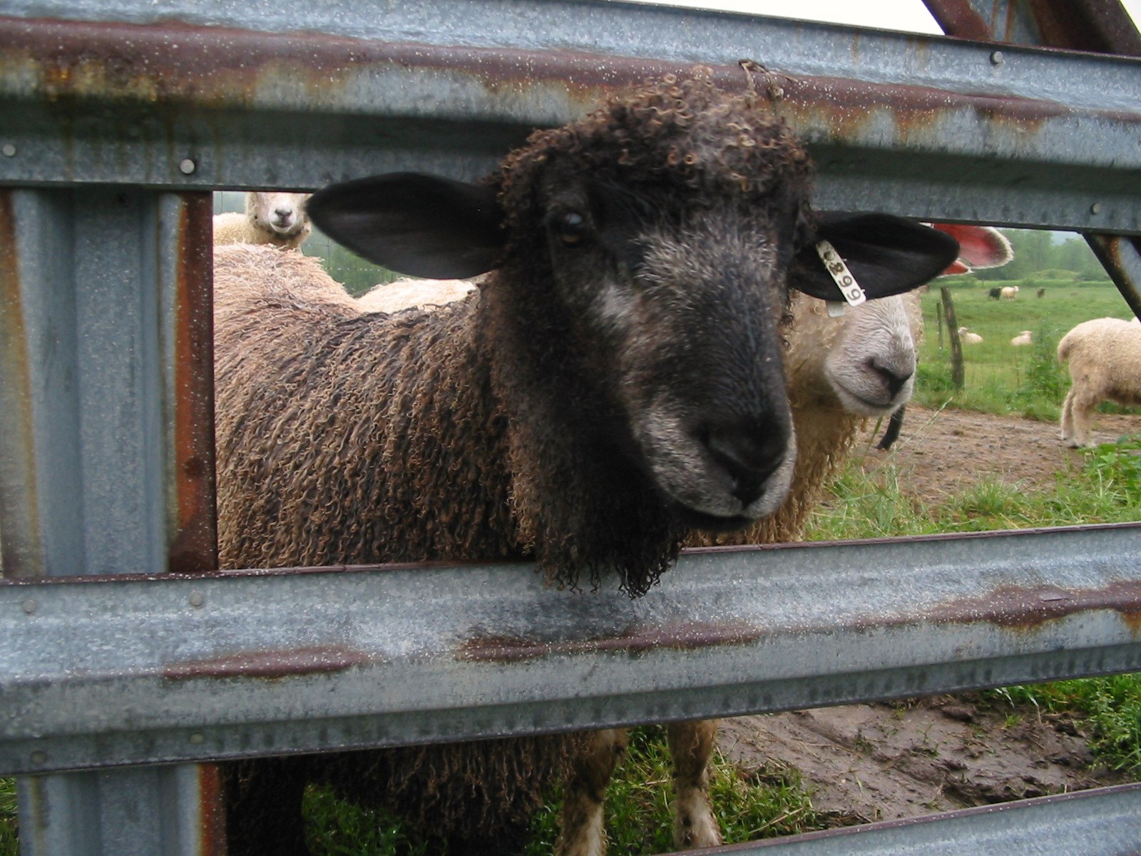 Knee Deep in Sheep: Soggy Sheep
