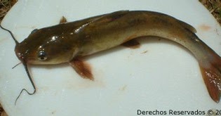 Diversidad de peces de agua dulce de Panamá: PEZ BARBUDO