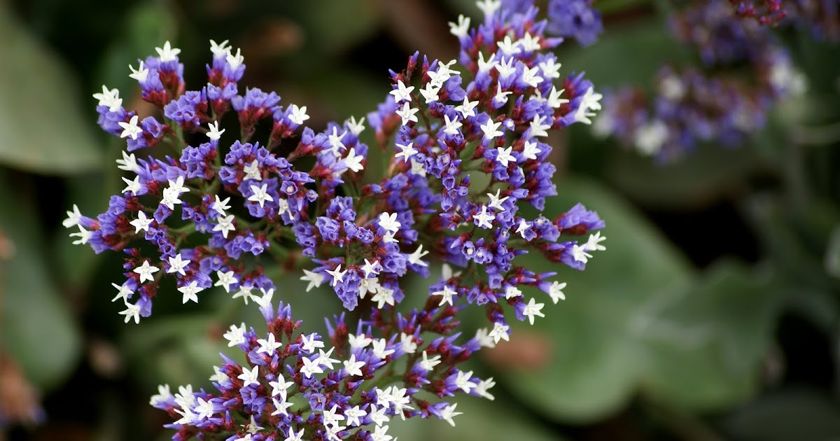 A photo, A thought............: Plant: Statice flower or sea lavender
