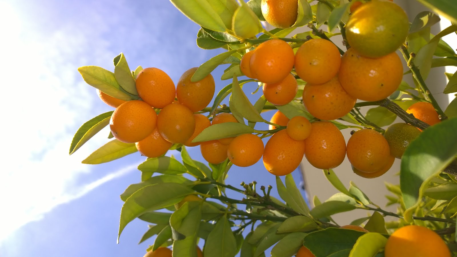 Guloso qb: Kumquats, um fruto maravilhoso