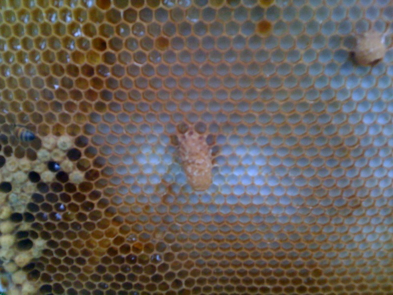 Beekeeper: Supercedure Queen Cells