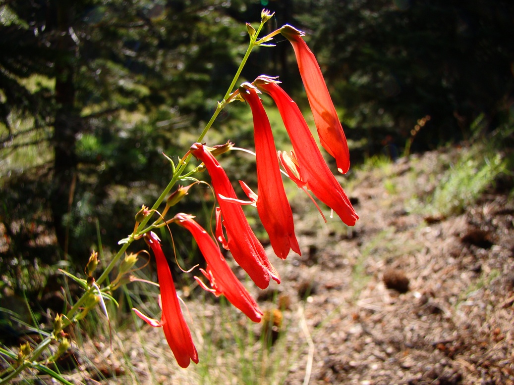 Geotripper: A Break from the Drought, Sort of...Flowers on the Colorado ...