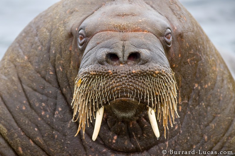 Walrus | Wild Life World
