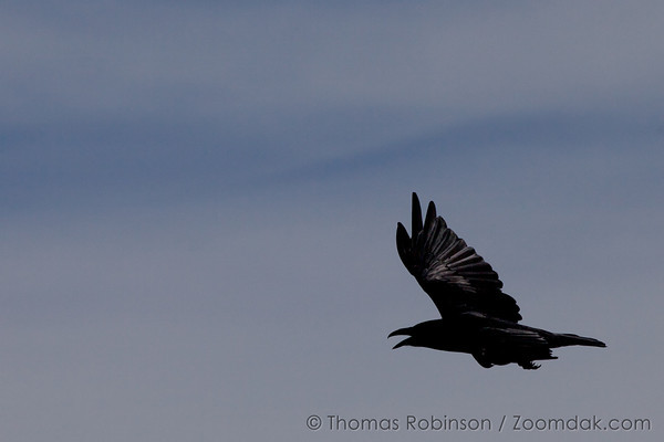 TWO RAVENS FLYING SOUTHWARD – WaterPaths