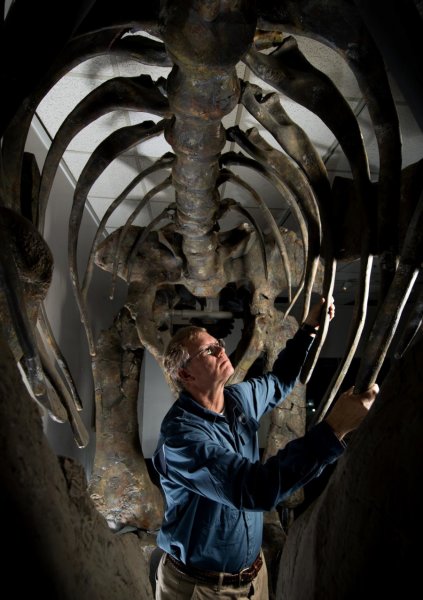 Moabosaurus discovered in Utah's 'gold mine' ~ History Archaeology