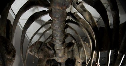 Moabosaurus discovered in Utah's 'gold mine' ~ History Archaeology