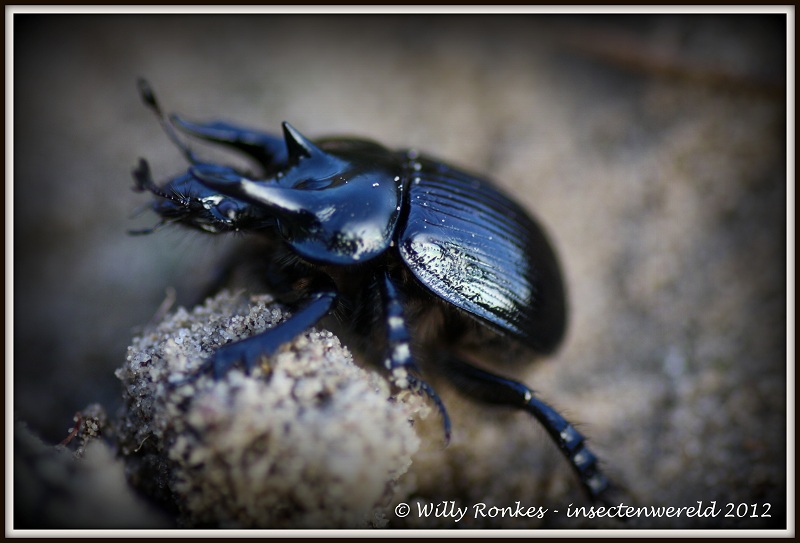 INSECTENWERELD: Driehoornmestkever of drietand (Typhaeus typhoeus)