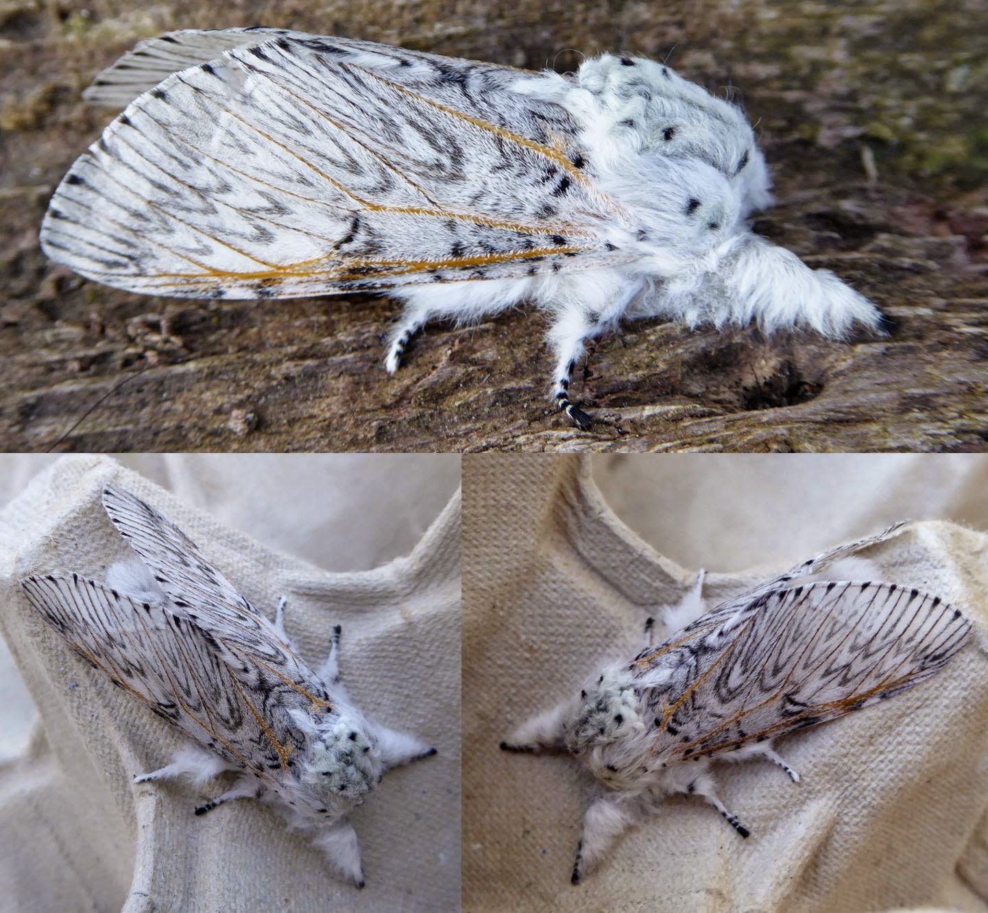 Julia Garner : New Puss moth record in Cumbria
