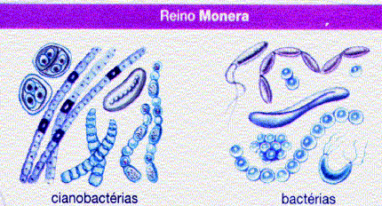 Biologizar: Reino Monera