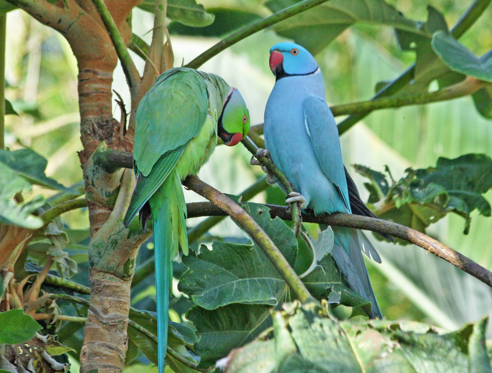 Real Parrot: 10 JENIS BURUNG PALING PINTAR BERBICARA DI DUNIA