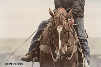 Pony Riding By: Weekend in Photos: Honest Horses