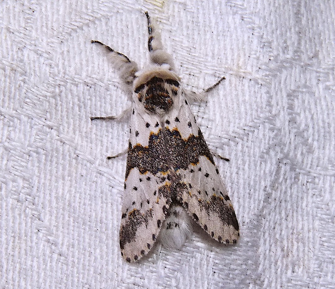Field Biology in Southeastern Ohio: Prominent Moths of Ohio