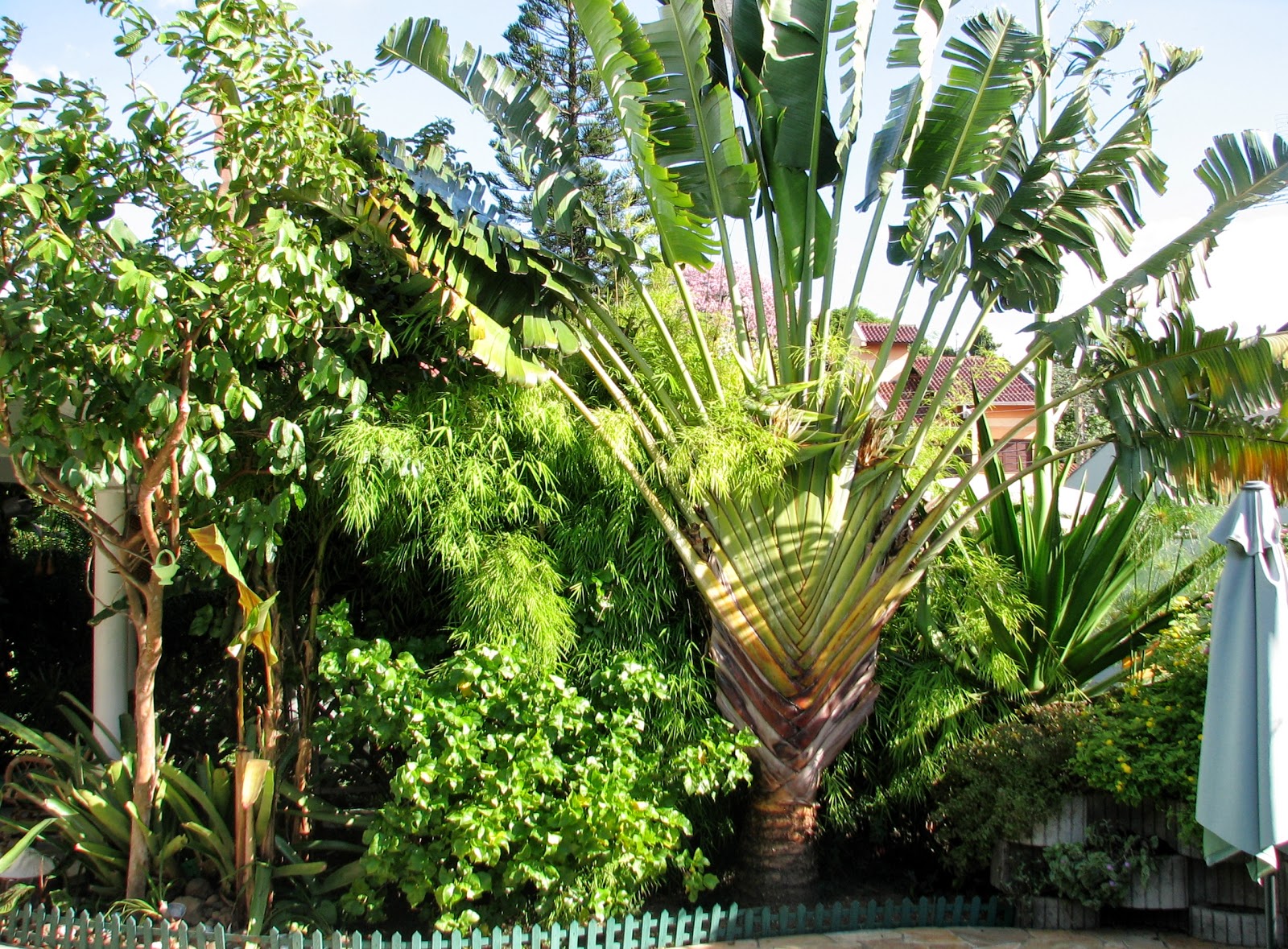 "Verdade//aspas" : 👪 Strelitziaceae (Ravenala madagascariensis)