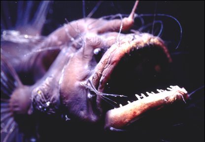 Deep Sea Creatures: Deep Sea Anglerfish