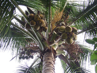 Dulce de Coco Tierno | Mari's Cakes