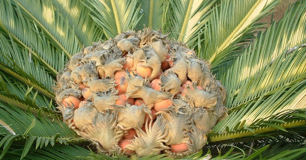Cica - Cycas revoluta