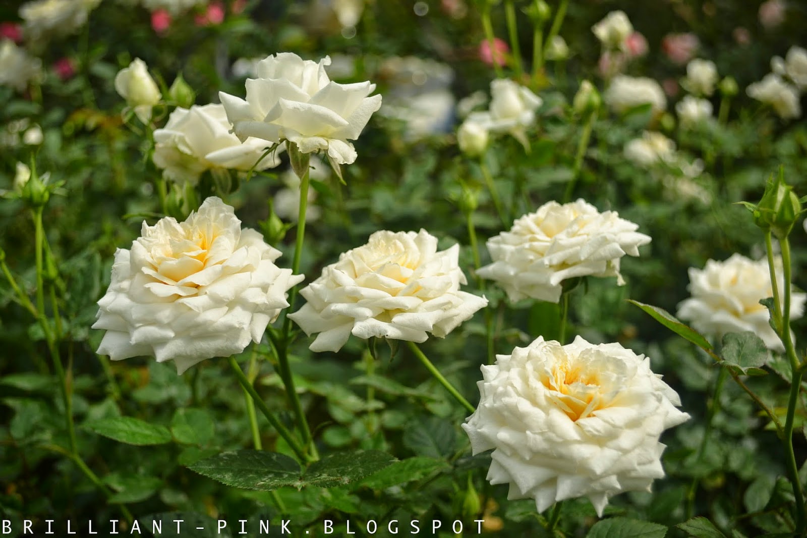 Merepek Makan Kerepek: Koleksi Gambar Bunga Rose / Ros / Mawar / Rosa