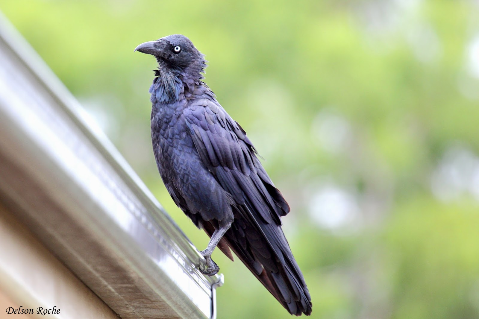 Friendly Animals: Australian Raven