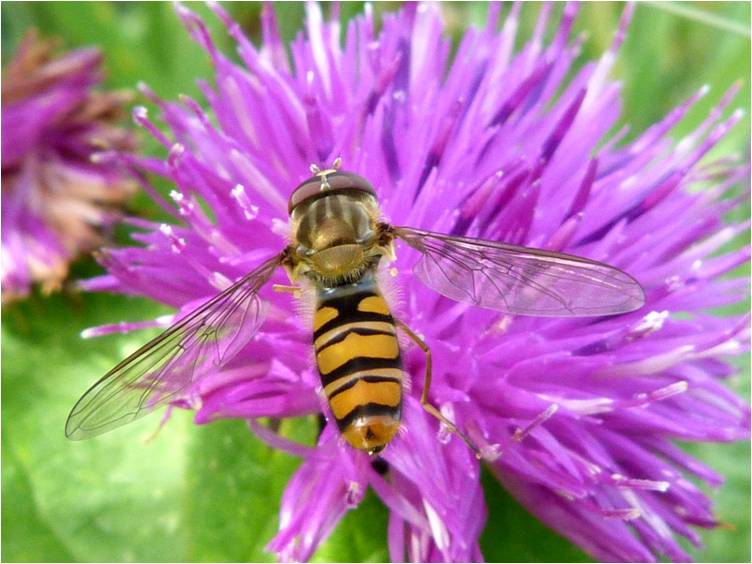 Insects of Scotland: Hoverflies