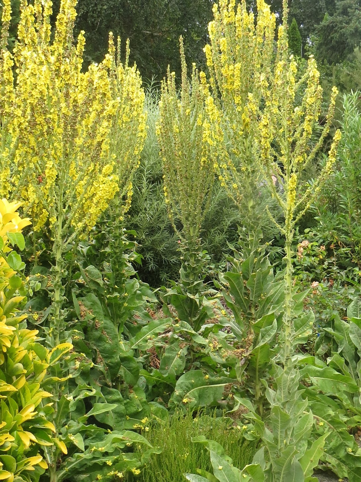 Bella Madrona: A Bit of Sunshine