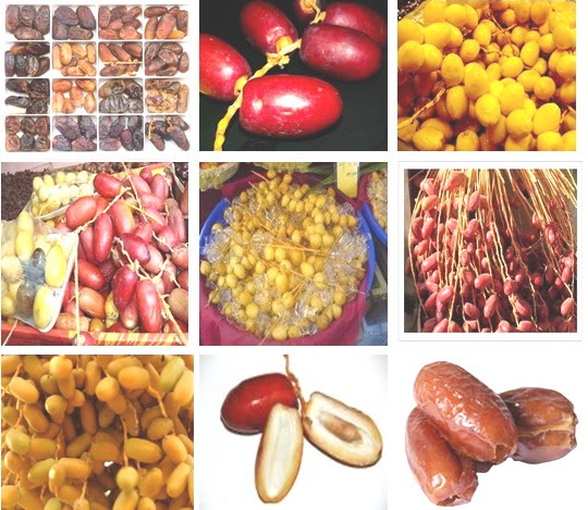 ALIF KORMA: Kurma Untuk Ibu Hamil