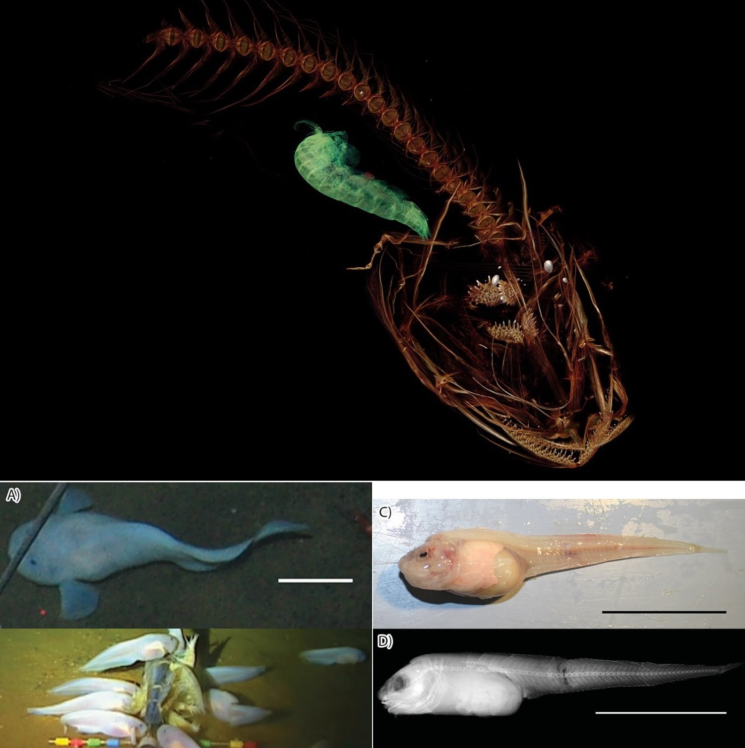Species New to Science: [Ichthyology • 2017] Pseudoliparis swirei • A ...