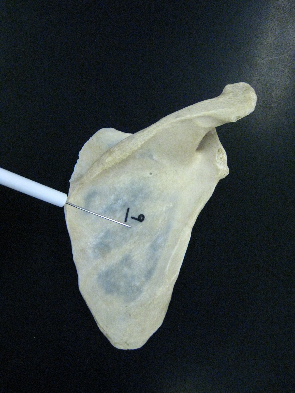 Boned: Human Skeleton - scapula